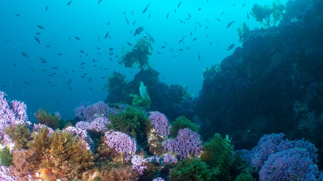 2024-Catalina Farnsworth Bank! (AOW)